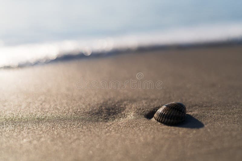 Close Up of Shell in the Sand of Amrum Island Germany with Sparkling ...