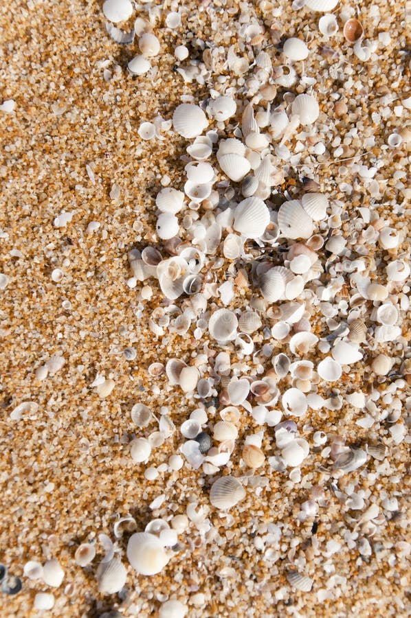 Close Up of Shell on the Sand at the Beach Stock Photo - Image of ...
