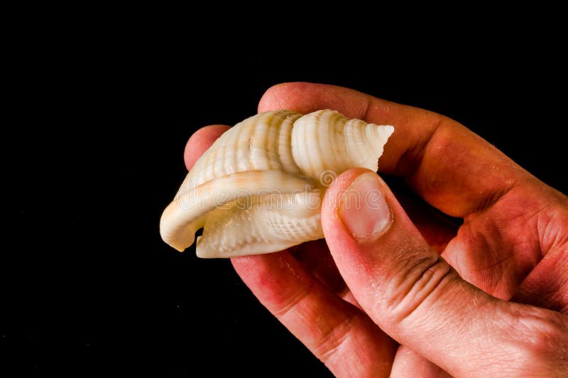 Close-up of shell seashell stock image. Image of object - 168575511