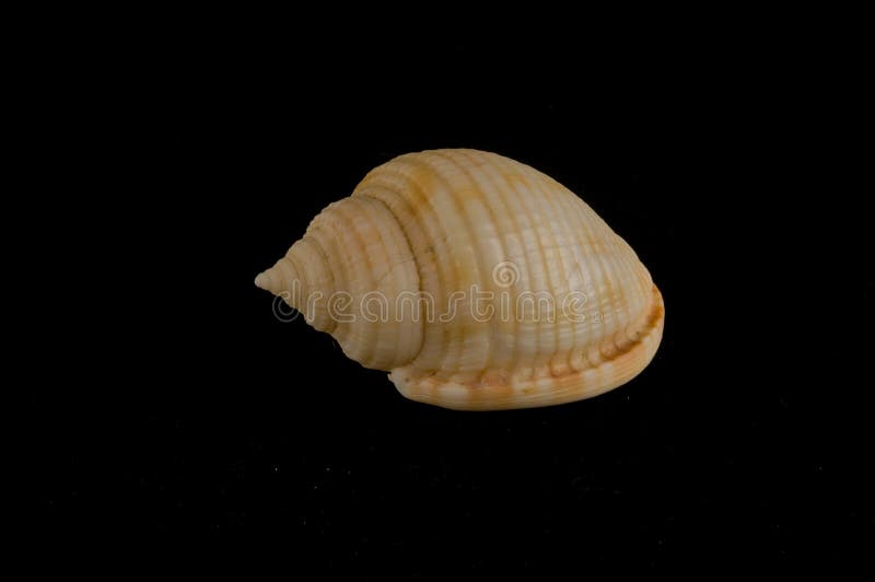 Close-up of shell seashell stock image. Image of vintage - 109169095