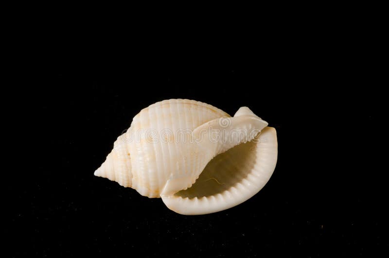 Close-up of shell seashell stock image. Image of shell - 103443775