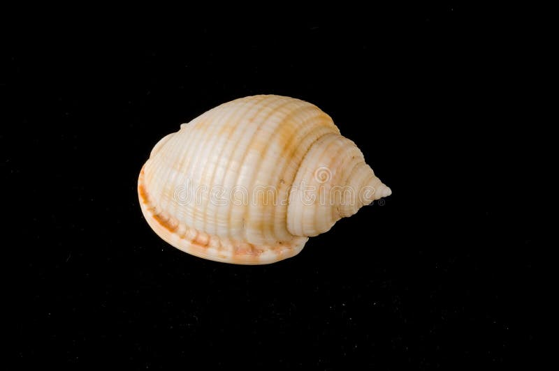 Close-up of shell seashell stock image. Image of vintage - 109169095