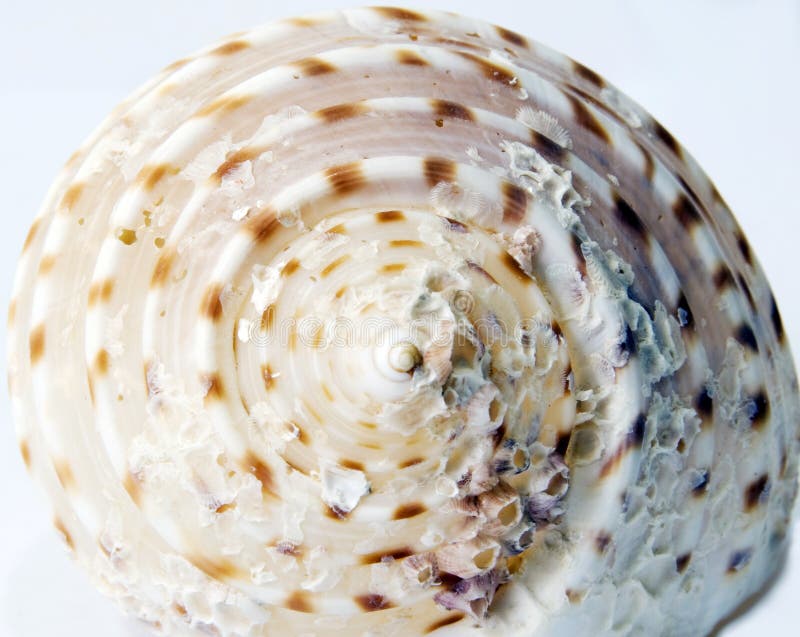 Shell texture. stock photo. Image of crust, animal, rough - 29830380