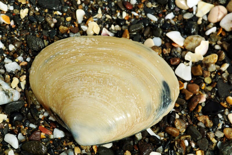 A close up of a shell. stock photo. Image of creature - 94343562