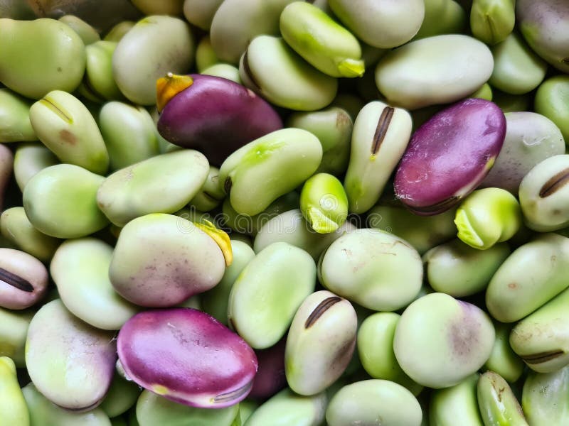 Close-up of Shelled Broad Beans Stock Photo - Image of biological ...