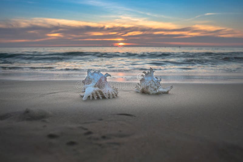 Close Up Shellfish on the Beach in Sunset Stock Photo - Image of marine ...