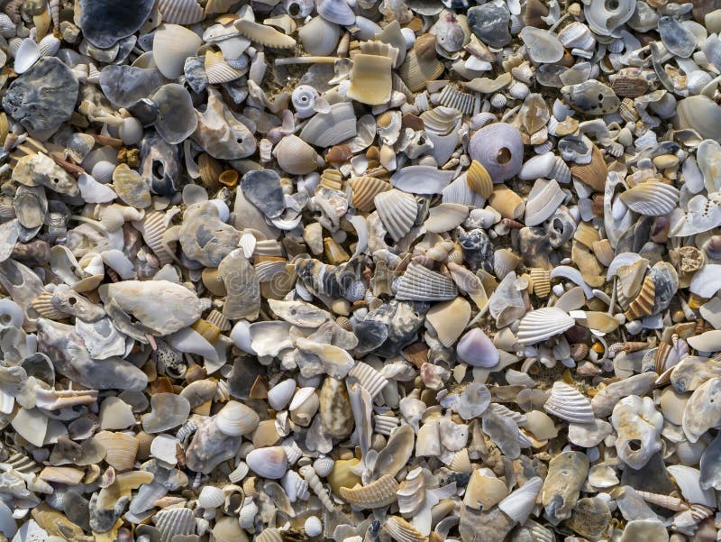 Close Up of Shells on the Beach Stock Image - Image of tropical ...
