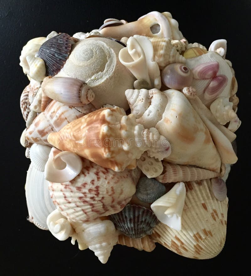 Close-up of Shells from Florida Stock Photo - Image of beautiful ...