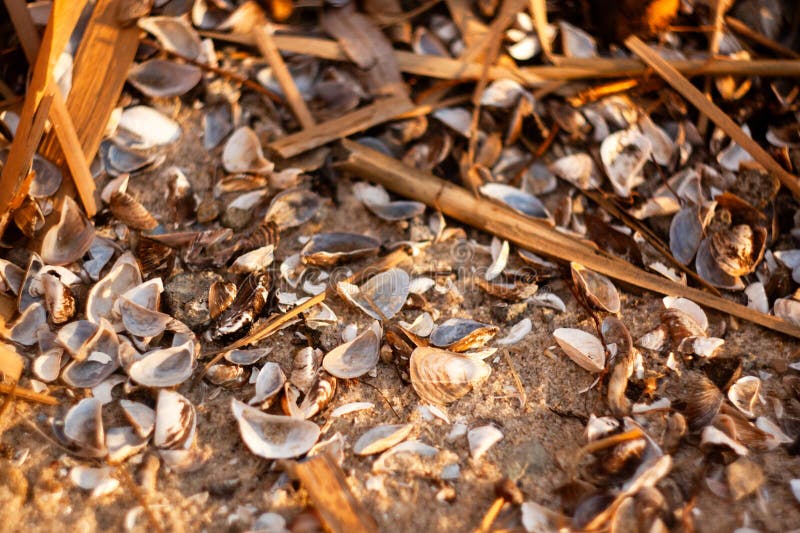 A Close Up of Shells and Shells on the Ground Stock Photo - Image of ...