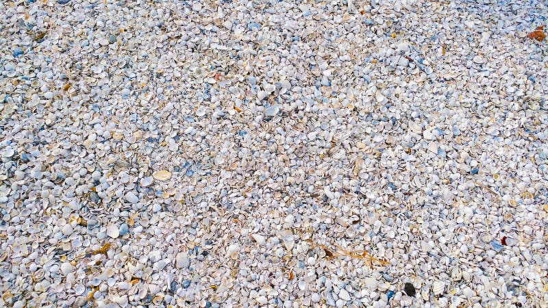 Shells of Many Types and Sizes on the Beach Stock Photo - Image of ...