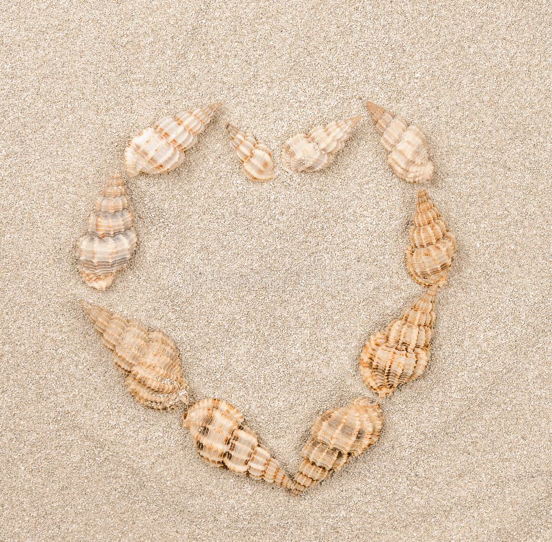 Close Up of Shells on Sand Texture. Background from Fine Sand Stock ...