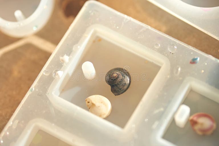 Close Up of Shells in a Silicone Mold with Water Droplets in Soft ...