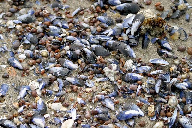 Close Up of Shells and Snails Washed Up from the Sea on the Beach Stock ...