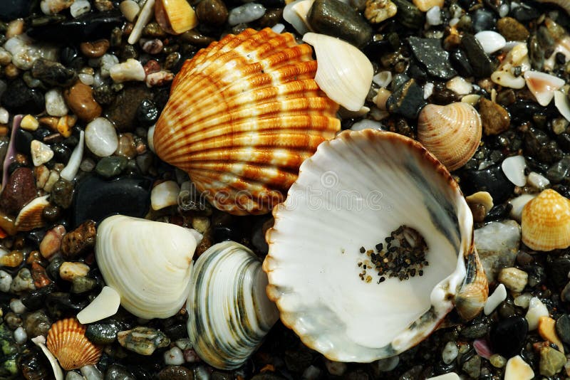 A close up of shells. stock photo. Image of material - 94343588