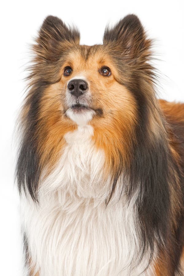 Close-up of Sheltie Dog Isolated on White Stock Photo - Image of ...