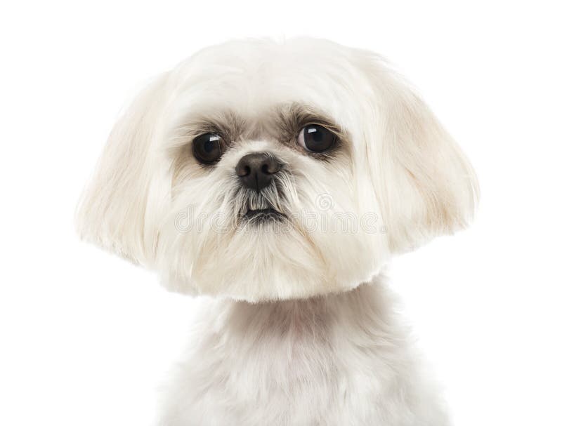 Close Up of a Shih Tzu Looking at the Camera, Isolated Stock Photo ...