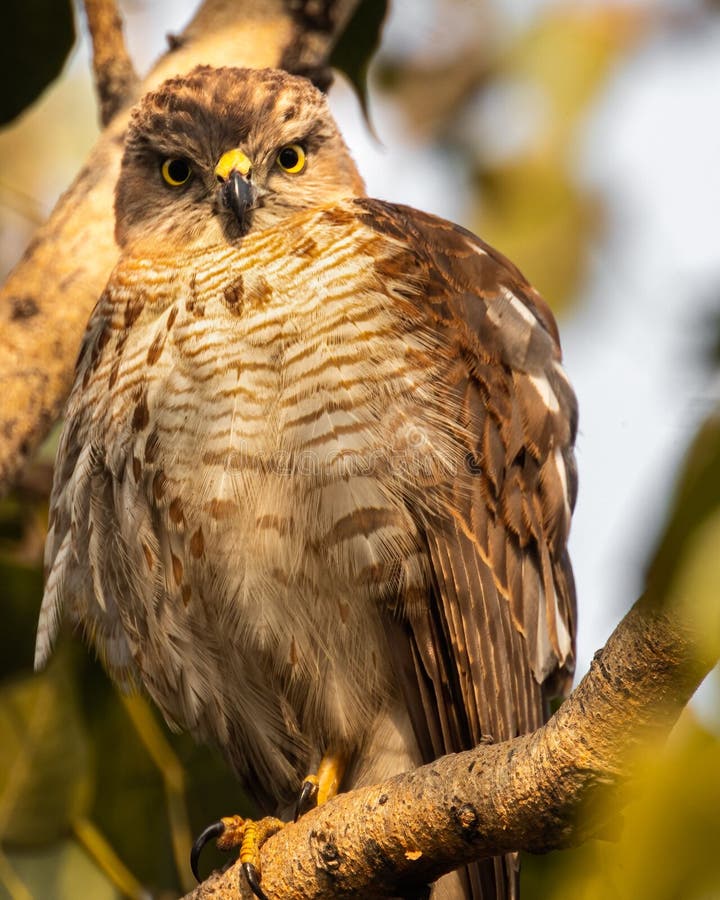 Close Up of Shikra Looking into Camera Stock Photo - Image of perched ...