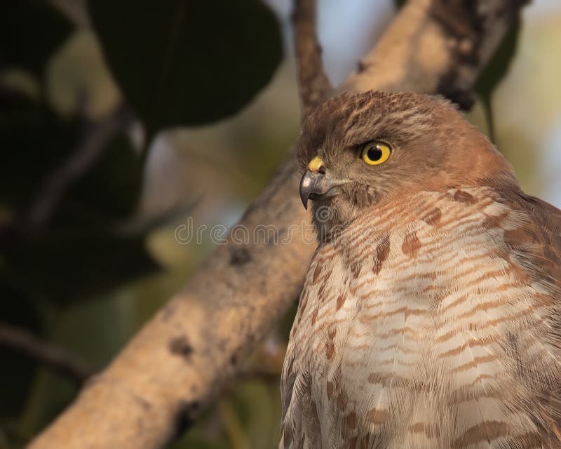 A Close Up of a Shikra Looking Strait Stock Image - Image of natural ...
