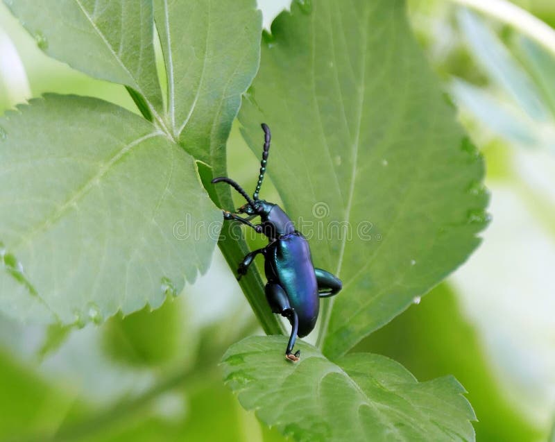 Close-up of a Shiny Green Beetle on a Green Leaf in a Natural Setting ...