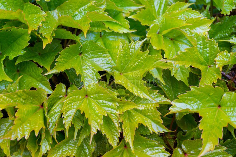 Close Up of Shiny Green Grape Leaves, Vines Stock Photo - Image of ... Close Up of Shiny Green Grape Leaves, Vines Stock Photo - Image of ...