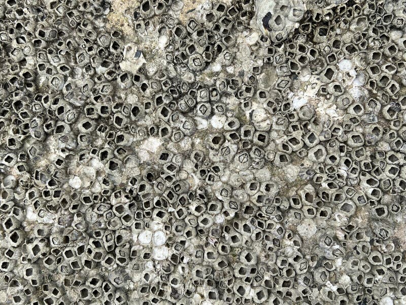 Shipworm Stock Photos - Free & Royalty-Free Stock Photos from Dreamstime