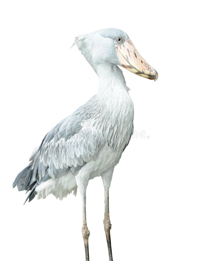 Shoebill (Balaeniceps Rex) Bird Stock Photo - Image of uncommon, swamps ...