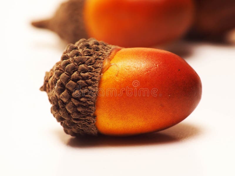 Close Up Shoot of Artificial Acorn Stock Image - Image of ripe, object ...