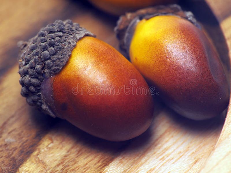 Close Up Shoot of Artificial Acorn Stock Image - Image of bronze ...