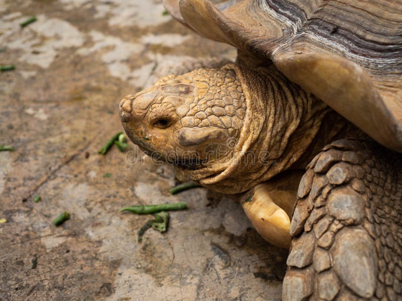Close Up Shoot of a Big Tortoise Stock Photo - Image of brown, giant ...