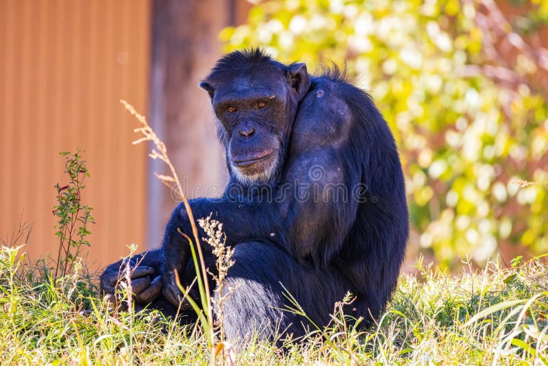 Close Up Shoot of Chimpanzee Stock Image - Image of people, travel ...