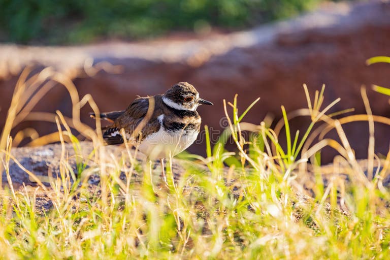 Close Up Shoot of Cute Killdeer Stock Photo - Image of 2021, alone ...