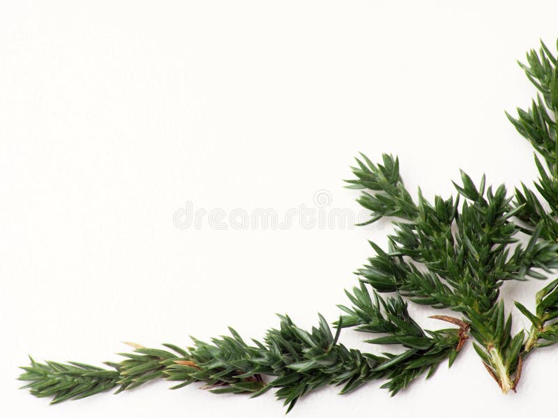 Old Temple Juniper As Bonsai Tree Stock Image - Image of china, mini ...