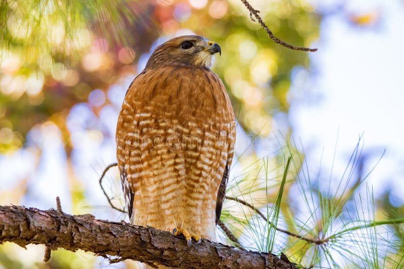 Close Up Shoot of Red Tailed Hawk Stock Photo - Image of wild, urban ...