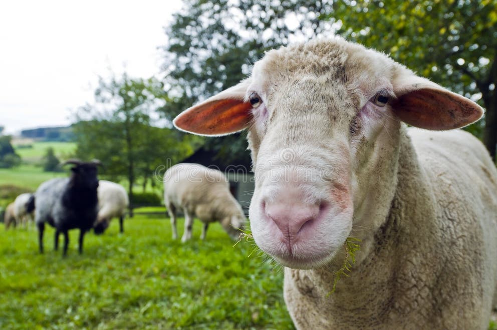Close Up Shoot of a Sheep on a Lawn the Herd Stock Image - Image of ...