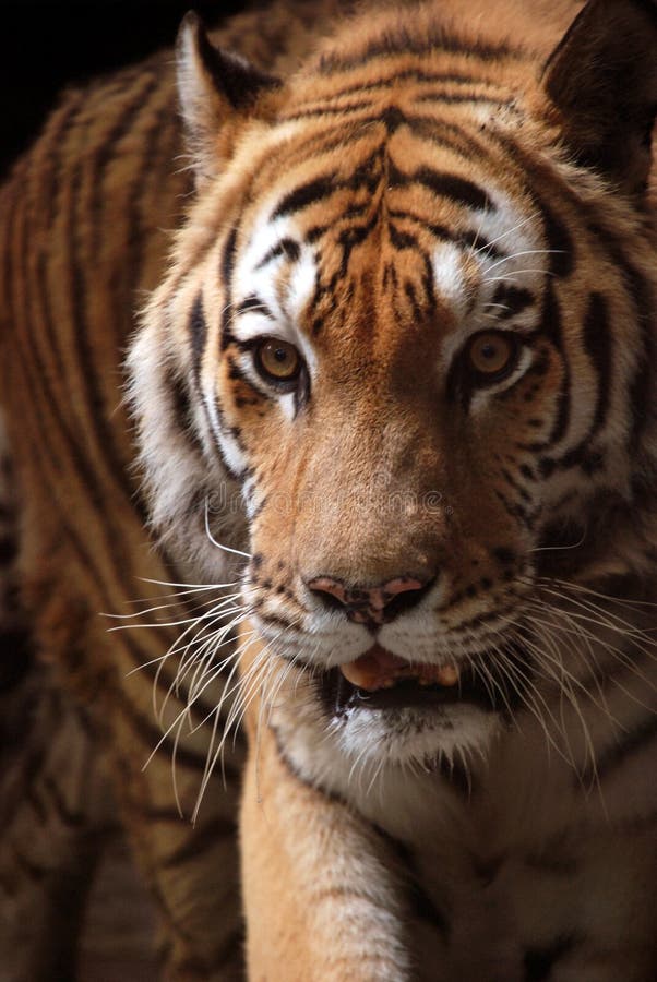 Tiger portrait stock image. Image of face, yellow, animal - 64142205