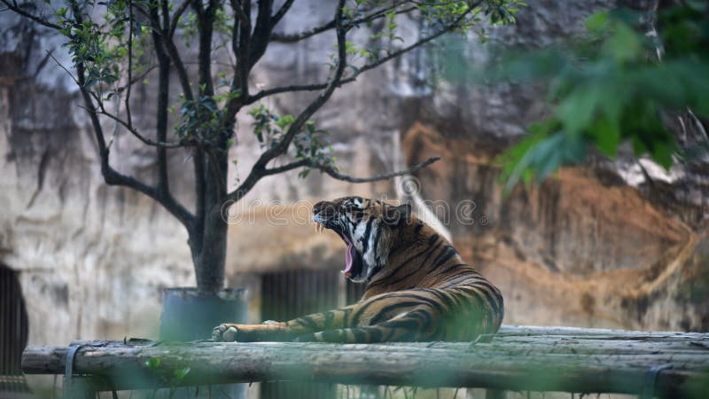 Close Up Shoot of Tiger Portrait Stock Image - Image of orange, beast ...