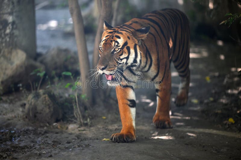 Close Up Shoot of Tiger Portrait Stock Image - Image of glaring ...