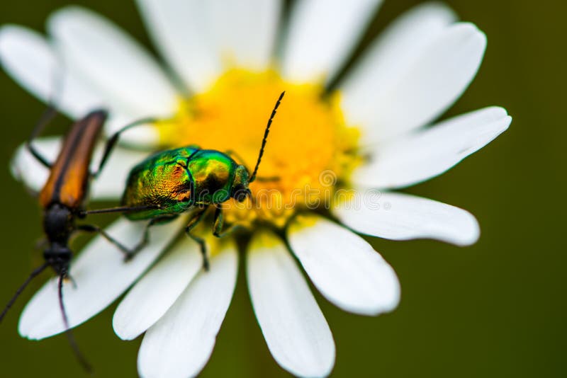 501 Daisy Bugs Photos - Free & Royalty-Free Stock Photos from Dreamstime