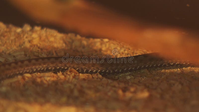 Close Up Shooting Snake in the Museum Stock Video - Video of crawling ...