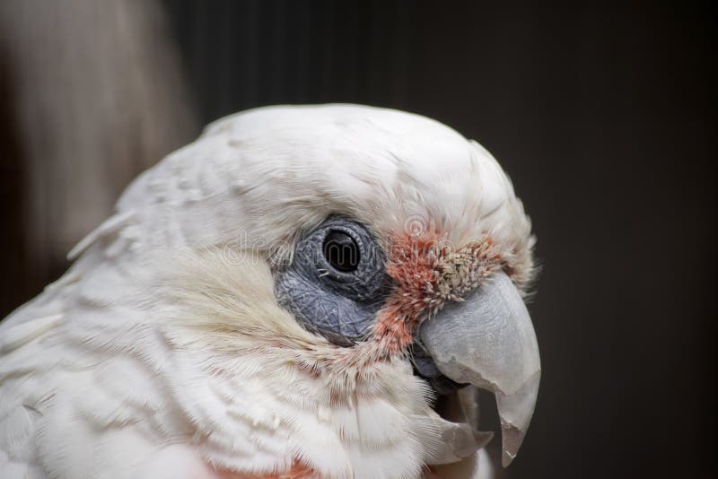 This is a Close Up of a Short Beaked Corella Stock Photo - Image of ...