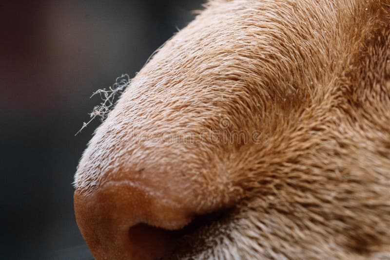 Close-up Shot of an Adorable Capybara Snout Stock Photo - Image of ...