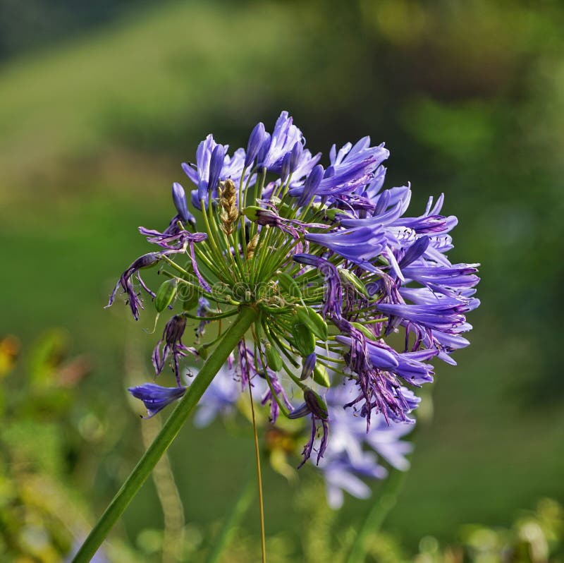 Close-up Shot of an African Lily Plant Stock Photo - Image of blooming ...