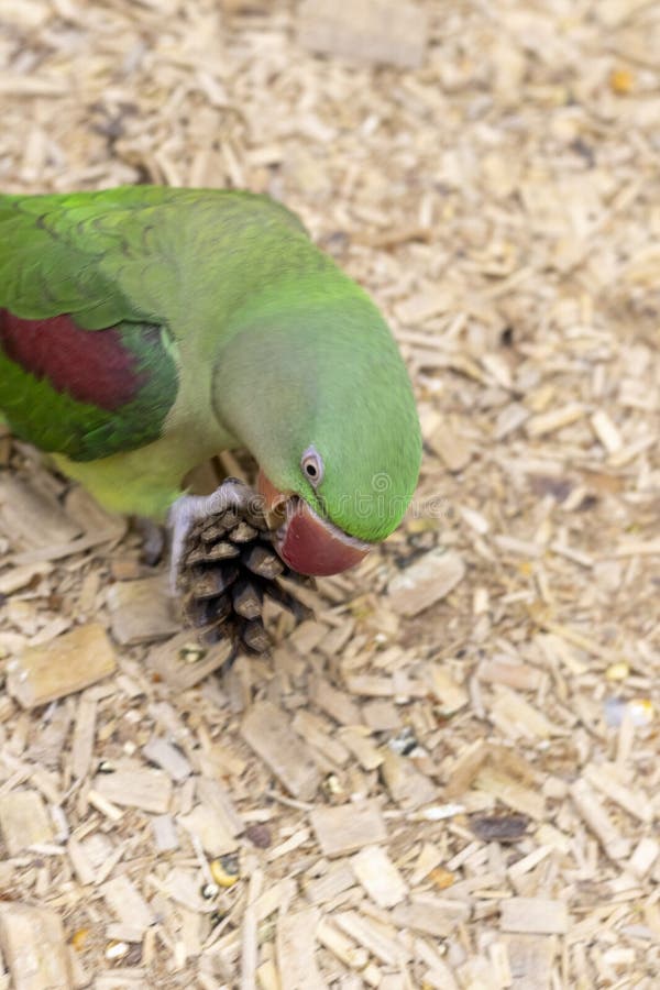 Close Up Shot of the Alexandrine Parrot. Birds Stock Image - Image of ...