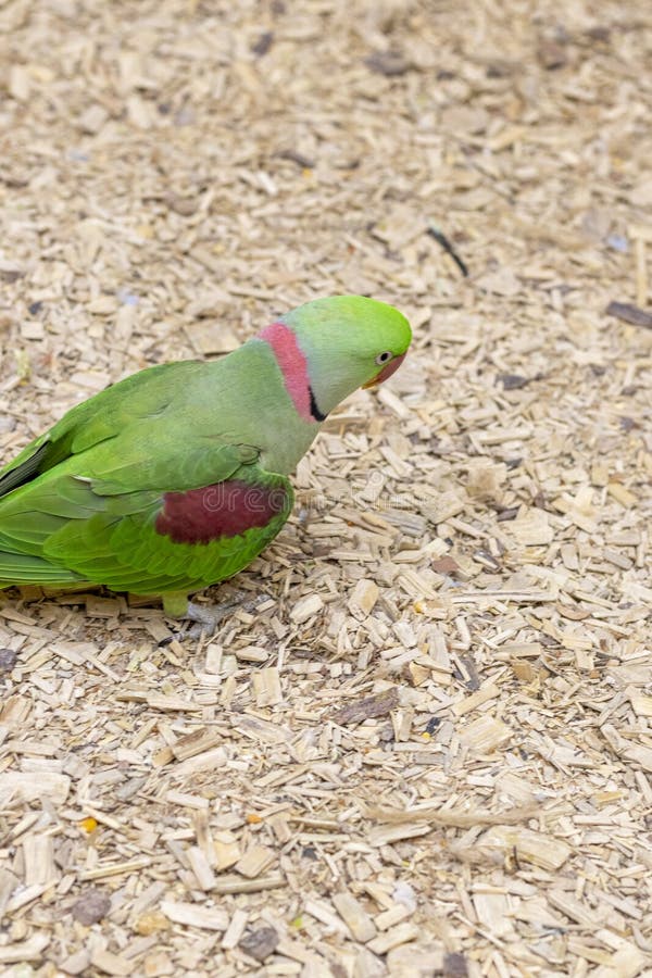 Close Up Shot of the Alexandrine Parrot. Birds Stock Photo - Image of ...