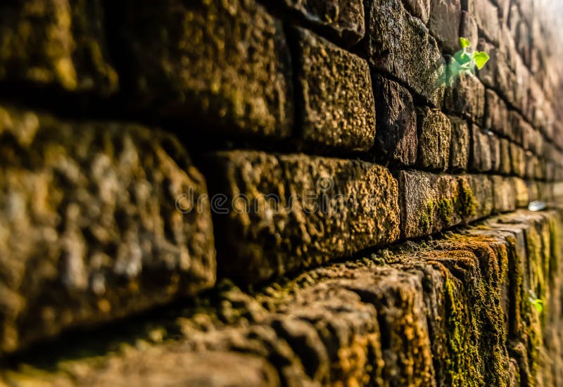 Close Up Shot of Algae on an Old Wall with Sunlight Falling on it Stock ...