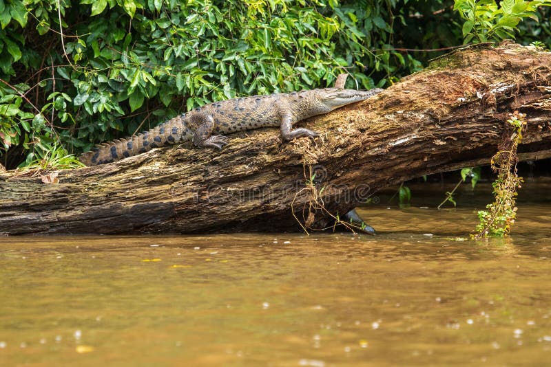 Close-up Shot of an Alligator Relaxing on a Fallen Tree Trunk Over a ...