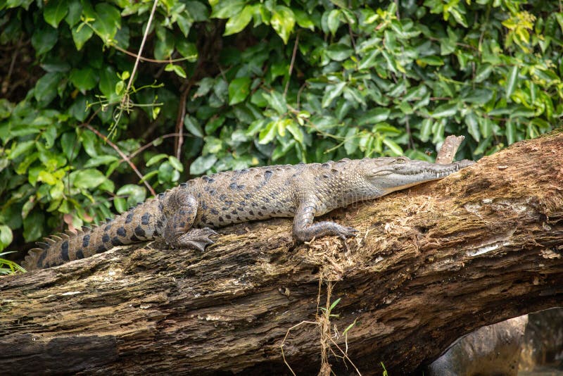 Close-up Shot of an Alligator Relaxing on a Fallen Tree Trunk Over a ...