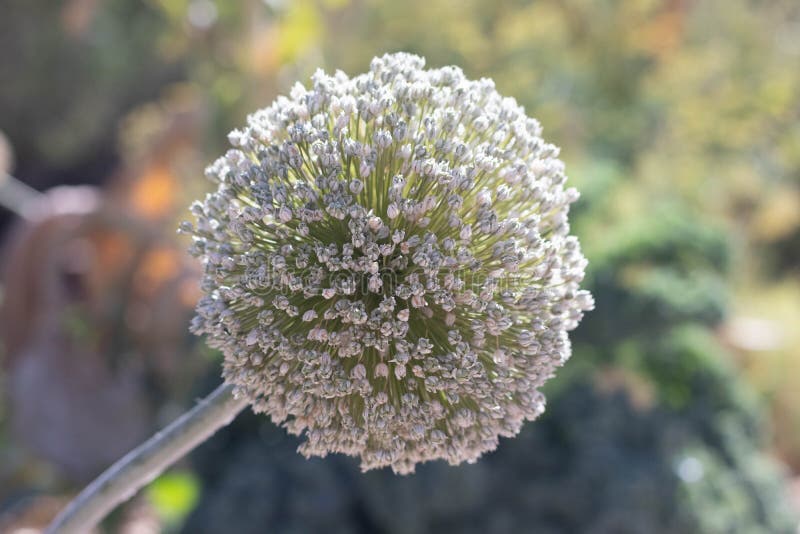 Allium Puff 2 stock image. Image of botany, plant, blooming - 243744057