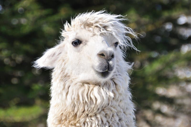 The Close-up Shot of the Alpaca Stock Image - Image of head, face: 28532427