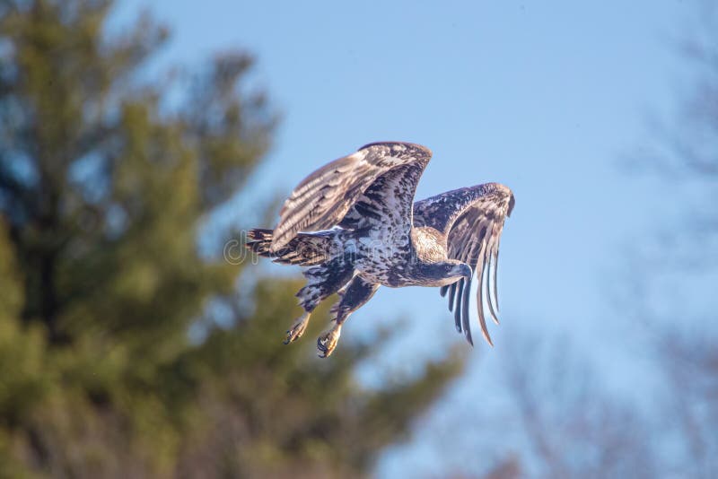 Close-up Shot of an American Bald Eagle Flying in the Air Stock Image ...